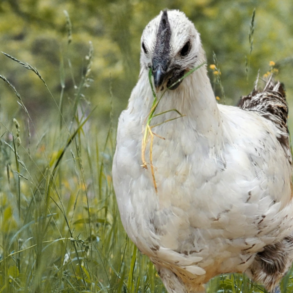 Landrace Fowl - Backyard Poultry